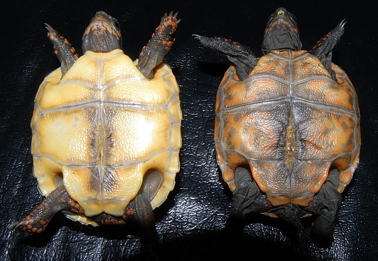 Jabuti Piranga - Chelonoidis carbonaria / carbonarius - Jabuti ...