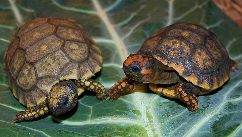Jabuti Piranga - Chelonoidis carbonaria / carbonarius - Jabuti ...